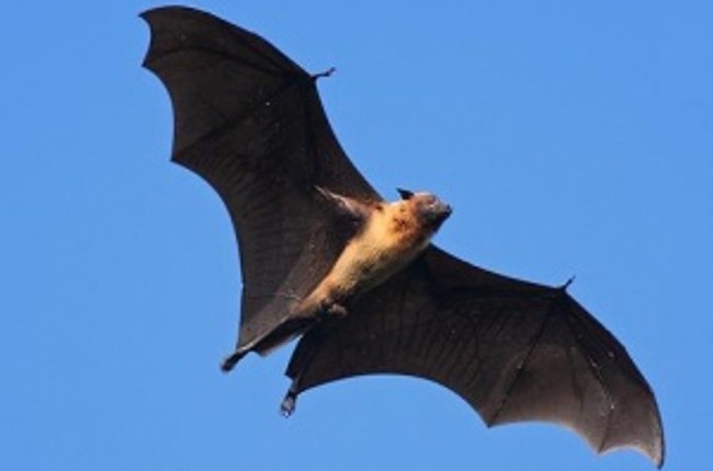 V Bratislave odchytili šesťtisíceho netopiera, monitoring pomáha ich ...