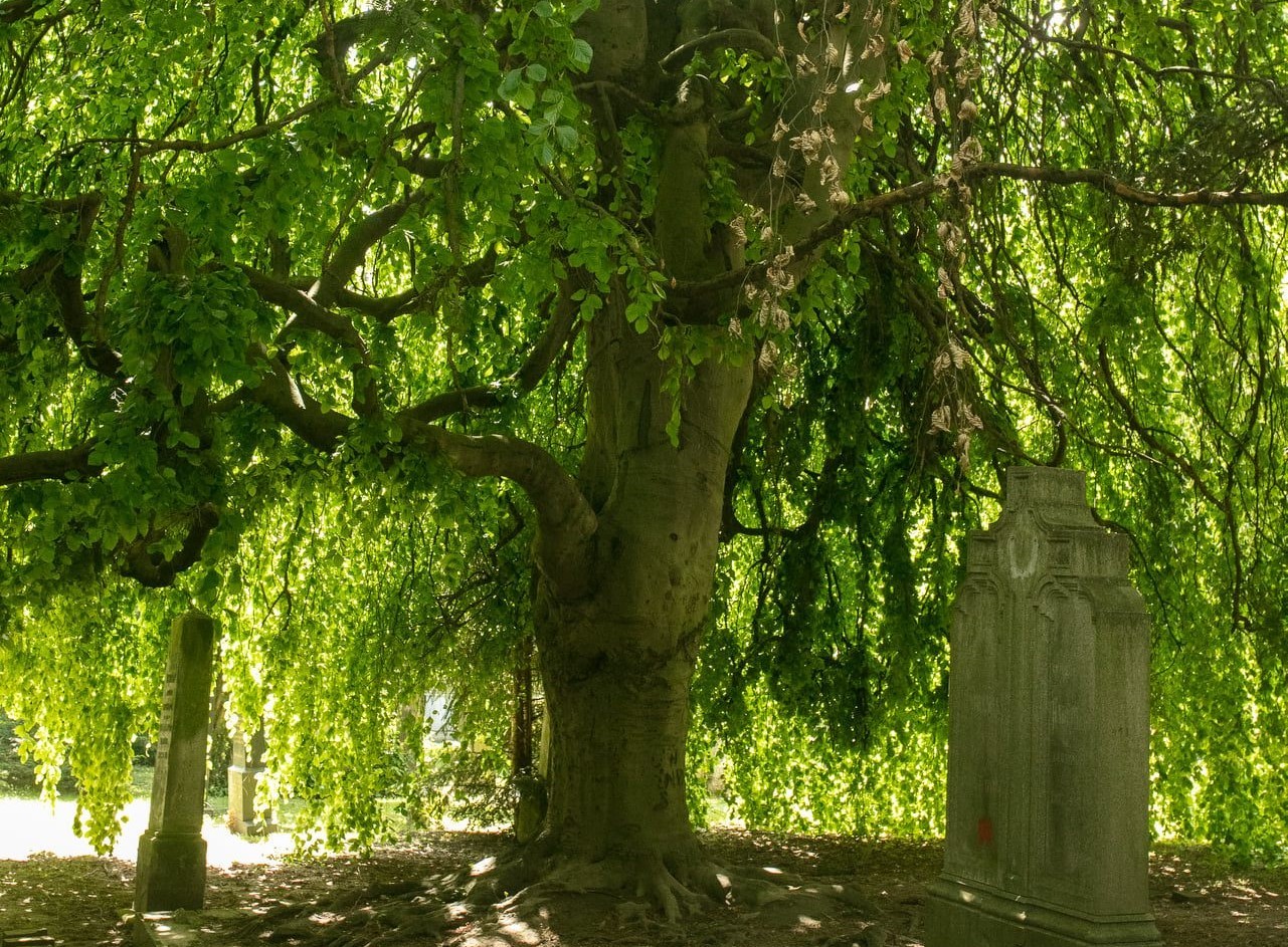 Nájdite 7 najkrajších stromov: Staré Mesto chce prostredníctvom náučnej ...