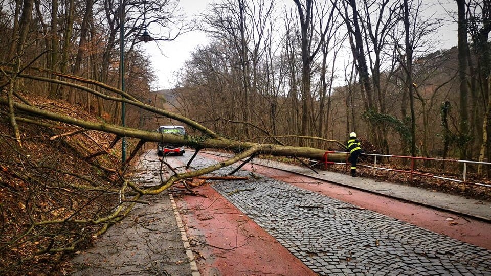 Vietor v Bratislave: Na Cestu mládeže spadol strom, výletom do prírody sa radšej vyhnite ...