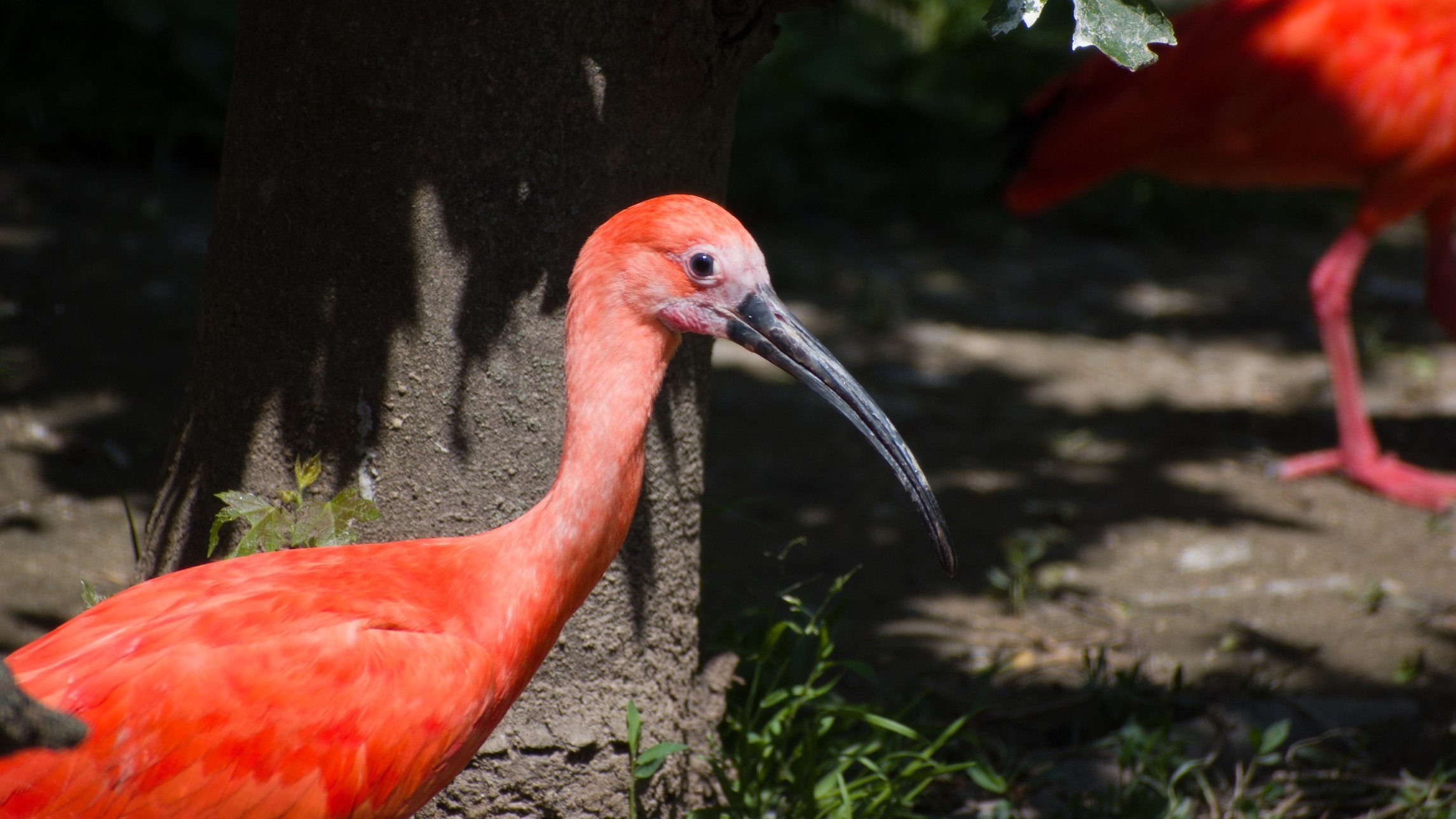 Dobrá správa zo ZOO: Vtáky je opäť možné obdivovať vo vonkajších ...