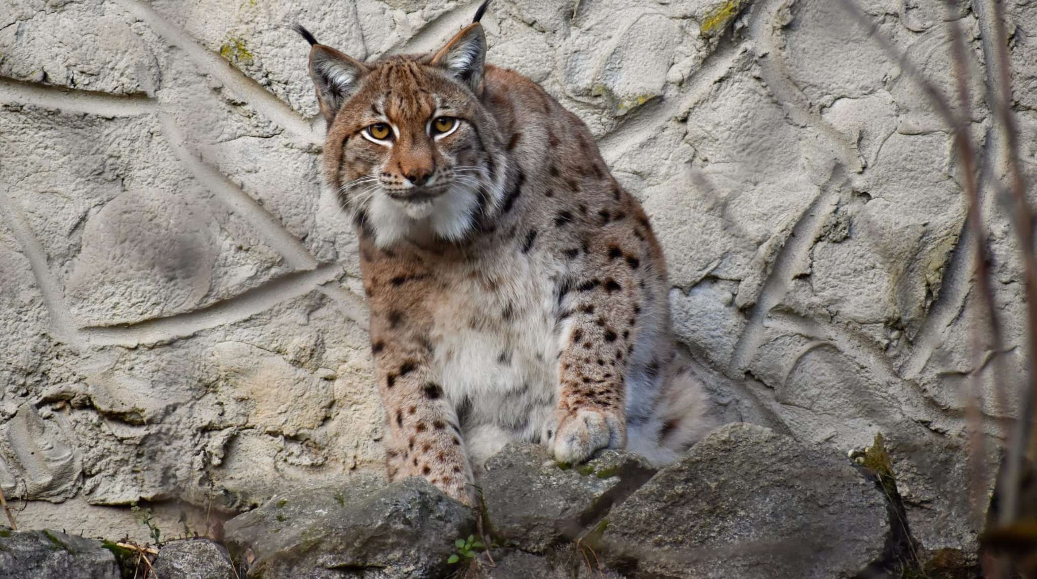 Viete, prečo vás pri vstupe do zoo víta logo s rysom? | Bratislava ...