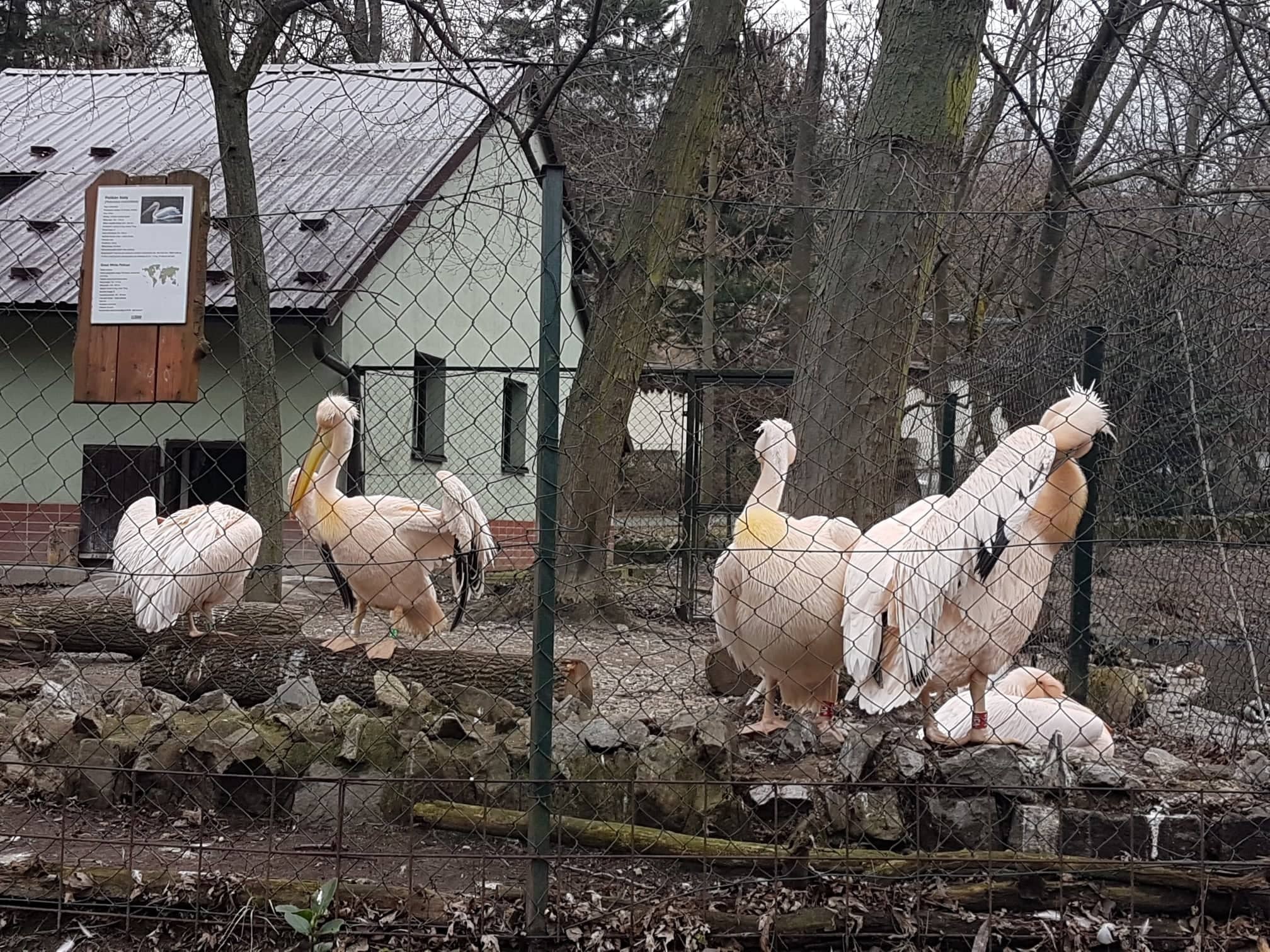 Vtáky v Zoo Bratislava teraz neuvidíte, ide o obranu pred vtáčou ...