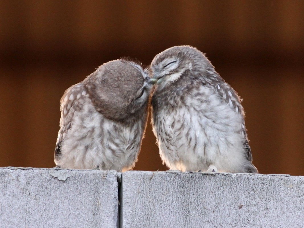 FOTO: Aj vtáky majú svojho „Valentína“, ale lásku si vyznávajú inak než ...